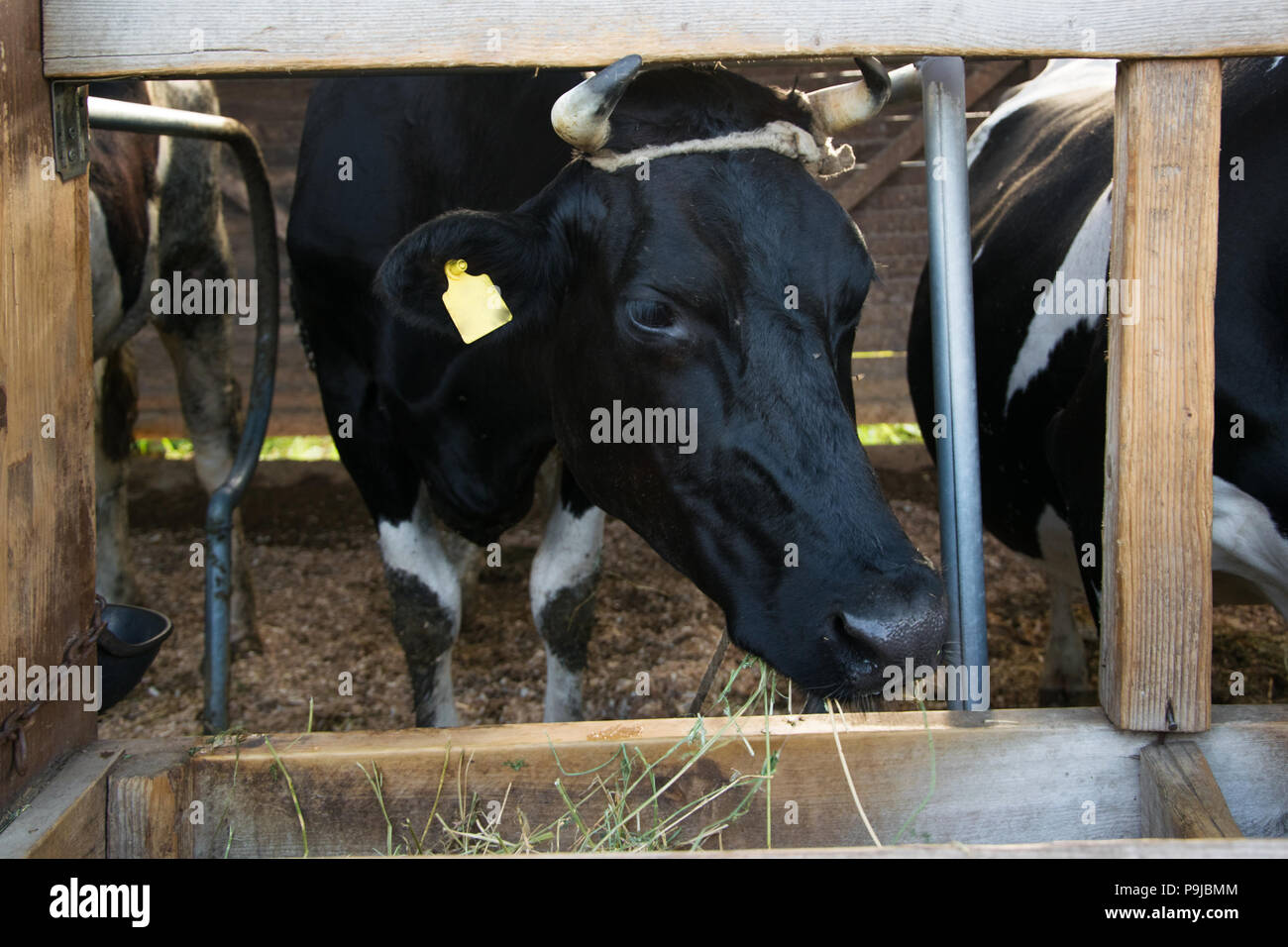 Close up of milking cow eating hay in cowshed Stock Photo - Alamy