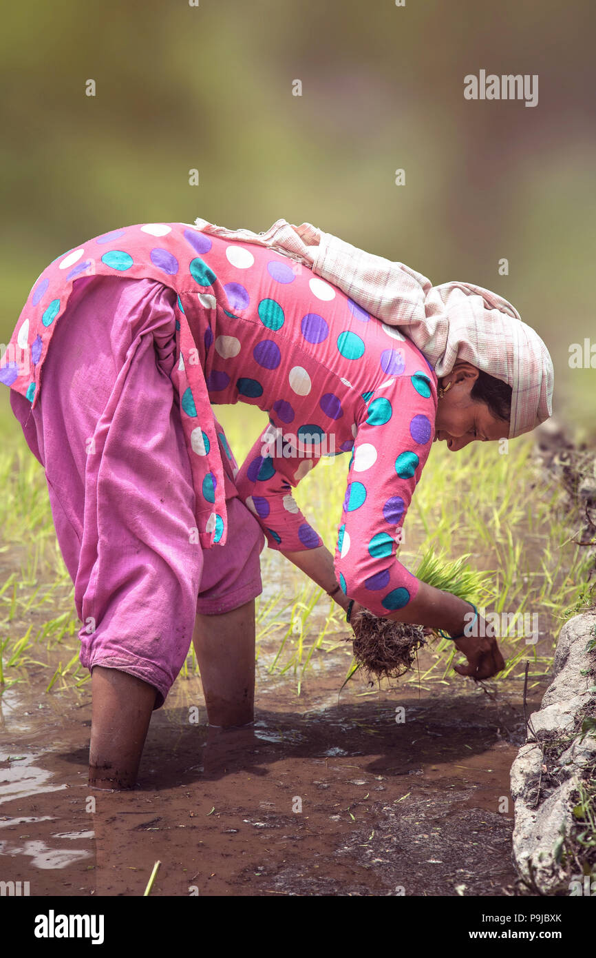 Indian Village Women harvesting the paddy field Stock Photo - Alamy