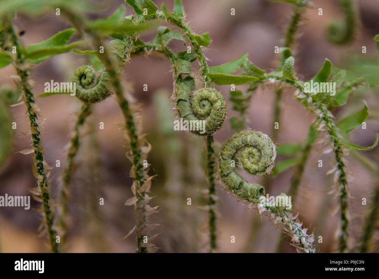 Fiddlehead Furled Frond Fern Stock Photo - Alamy
