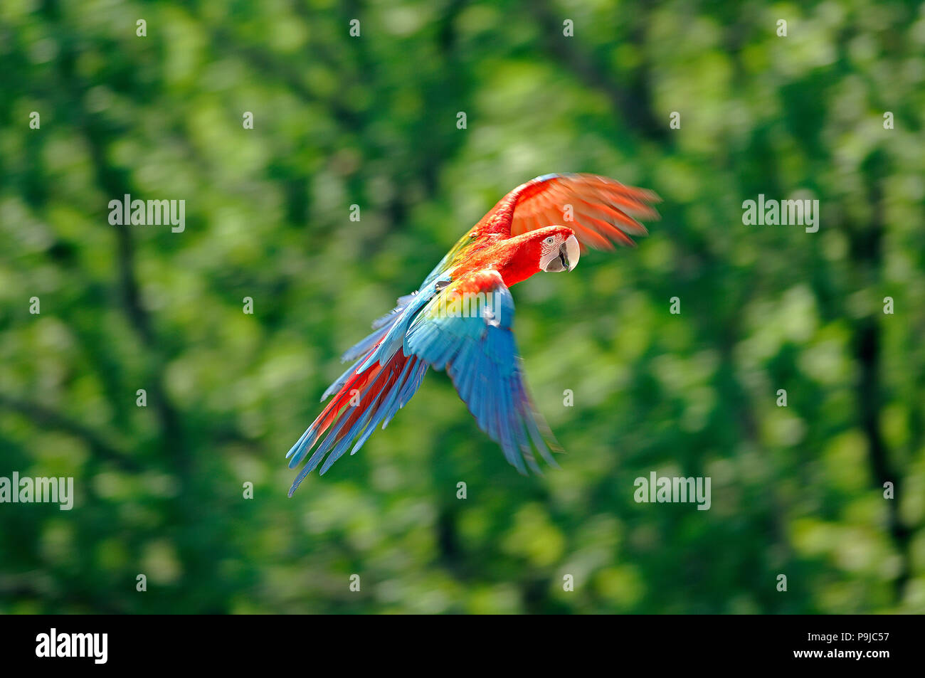 Green-winged Macaw flying (Ara chloroptere Stock Photo - Alamy