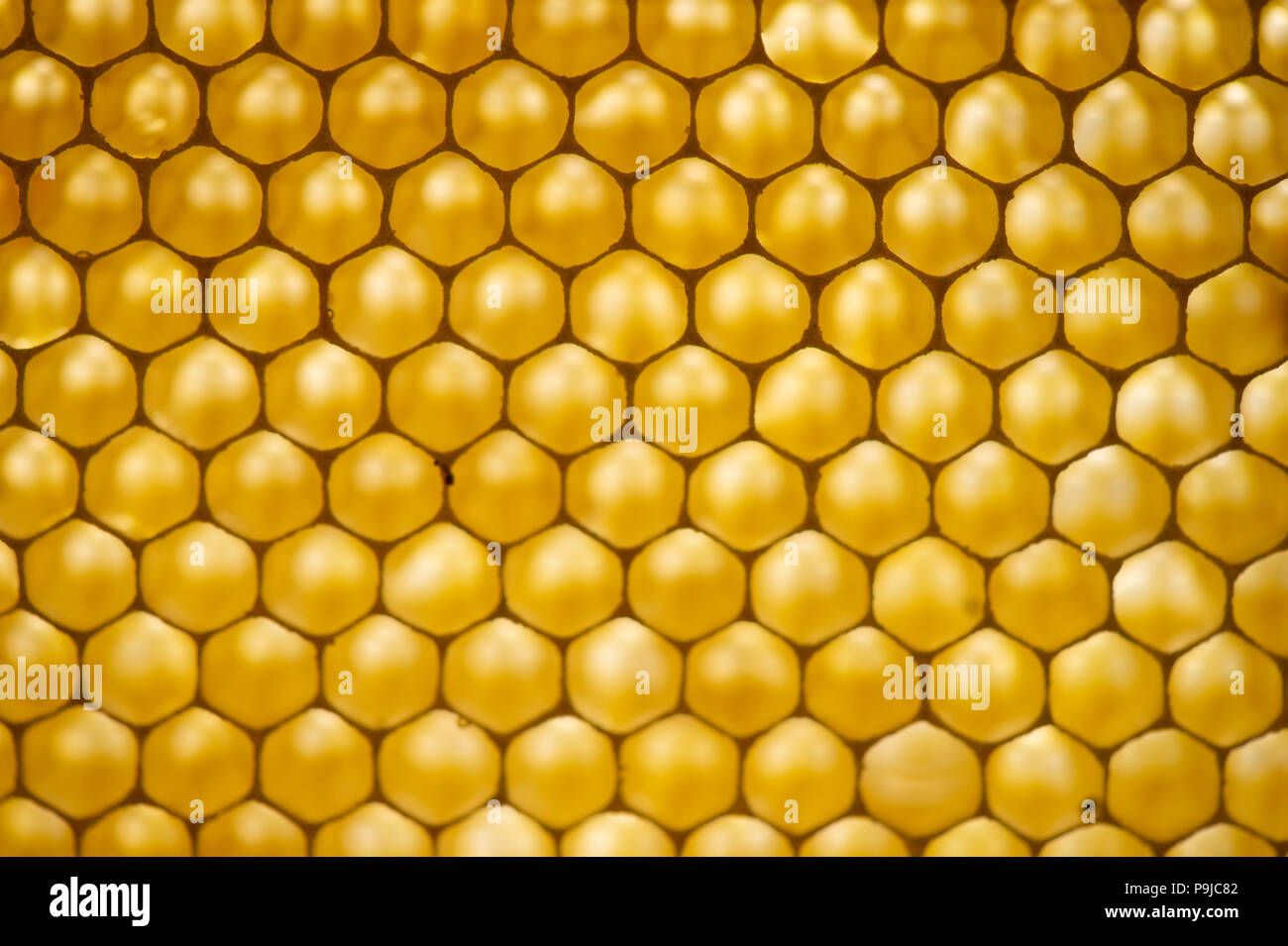 Honey comb lattice hi-res stock photography and images - Alamy