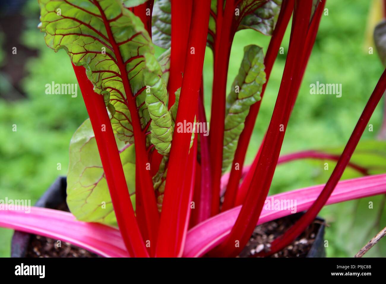 Organic red stemmed chard / silverbeet growing at an organic farm Stock ...