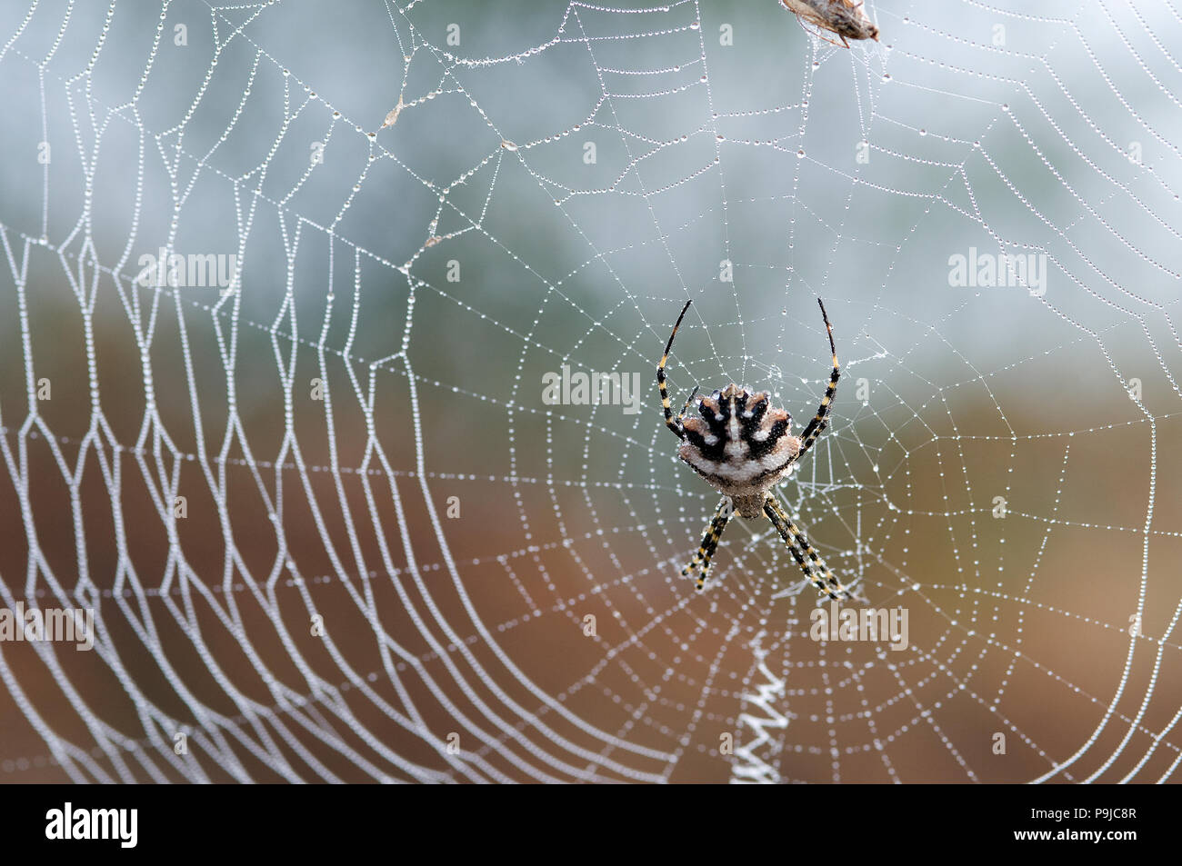 Geometric spider (Argiopa lobata) Camargue Stock Photo - Alamy
