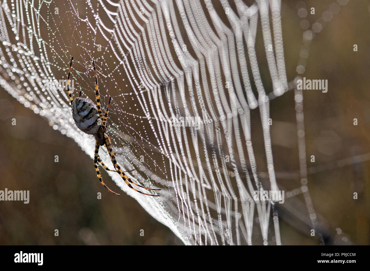 Geometric spider (Argiopa lobata) Camargue Stock Photo - Alamy