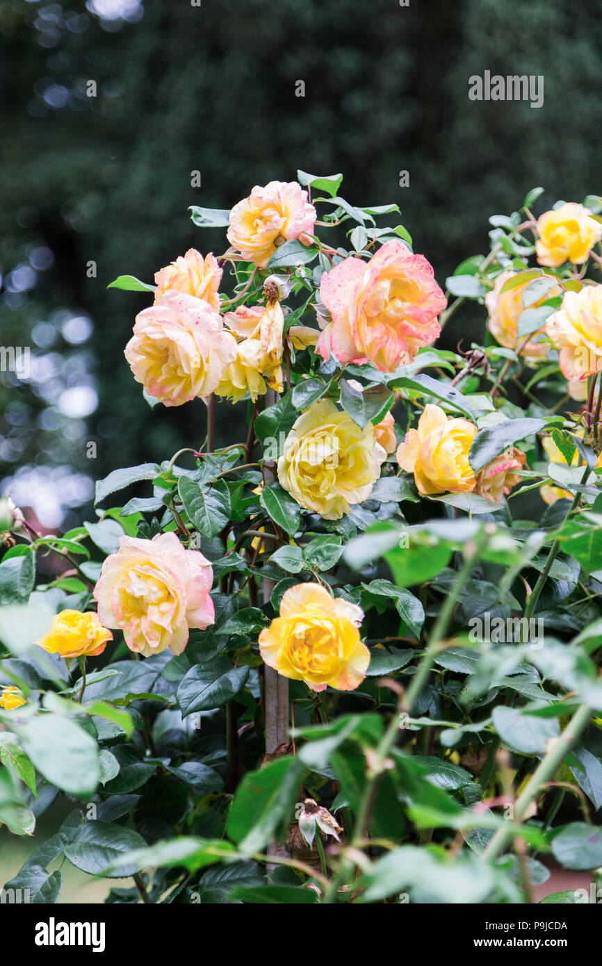 Rose bush in garden Stock Photo - Alamy