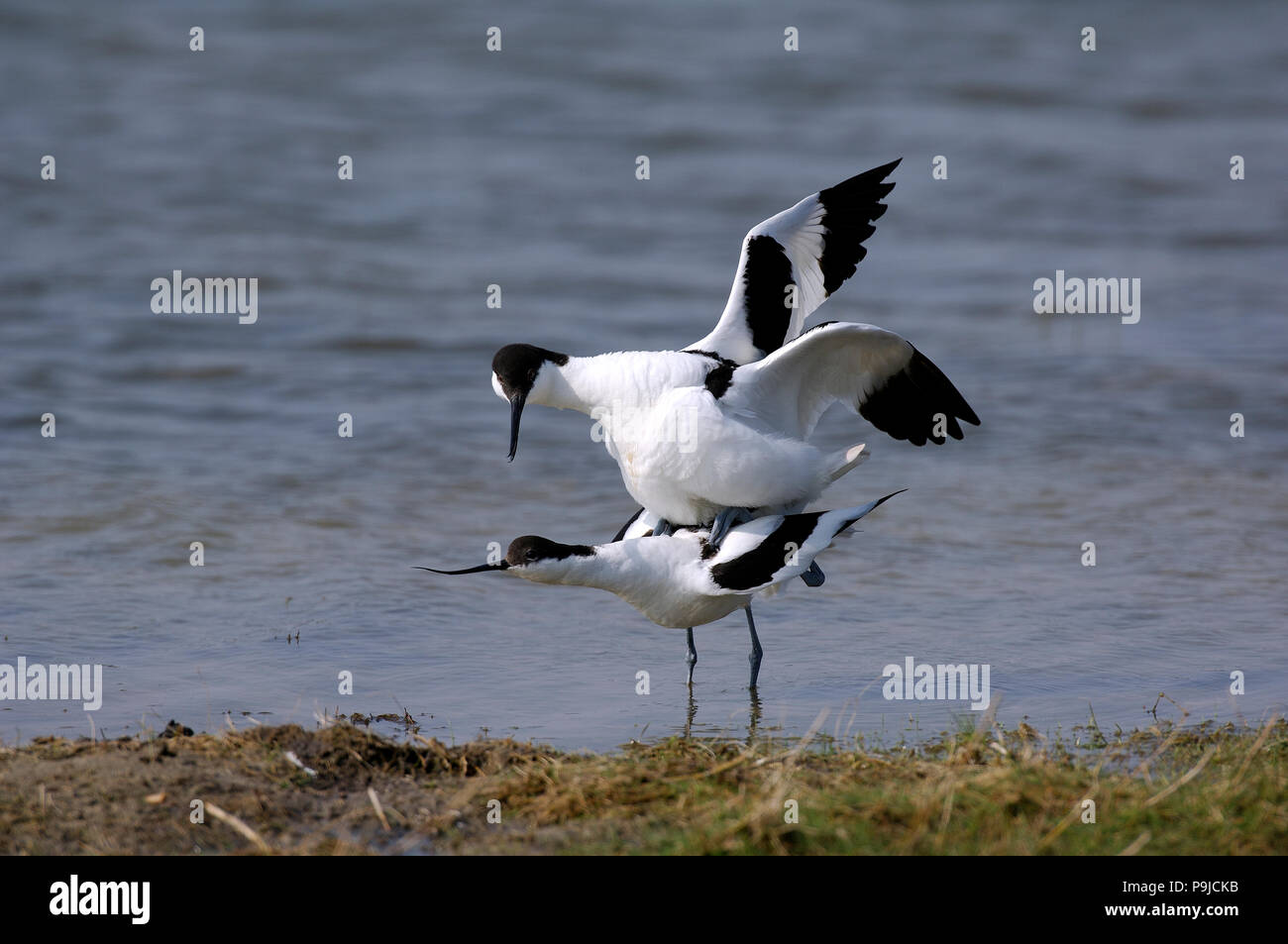 Avocet (Recurvirostra avosetta), Mating, France Stock Photo - Alamy