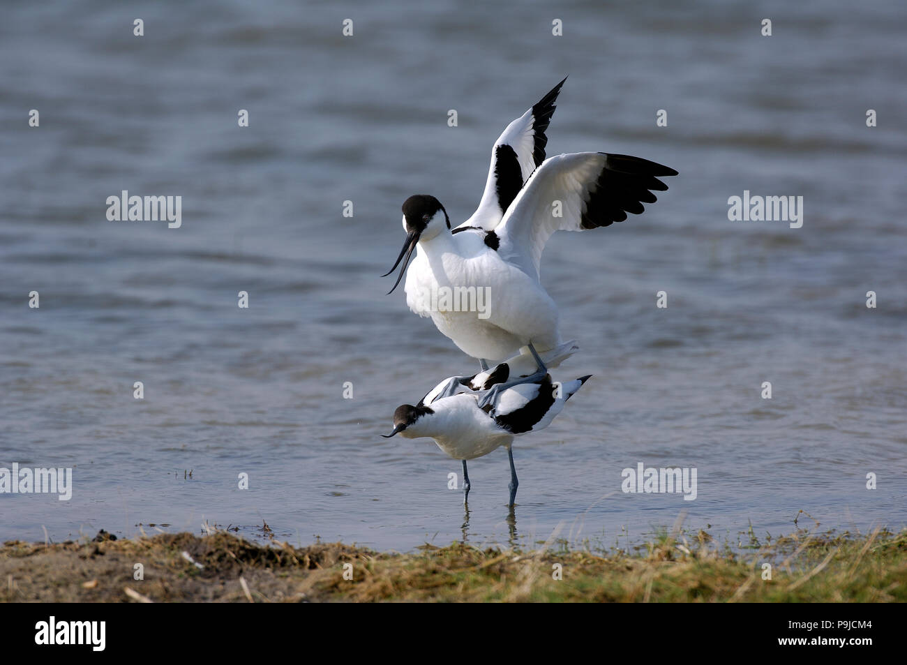 Avocet; mating ( Recurvirostra avosetta), France Stock Photo - Alamy