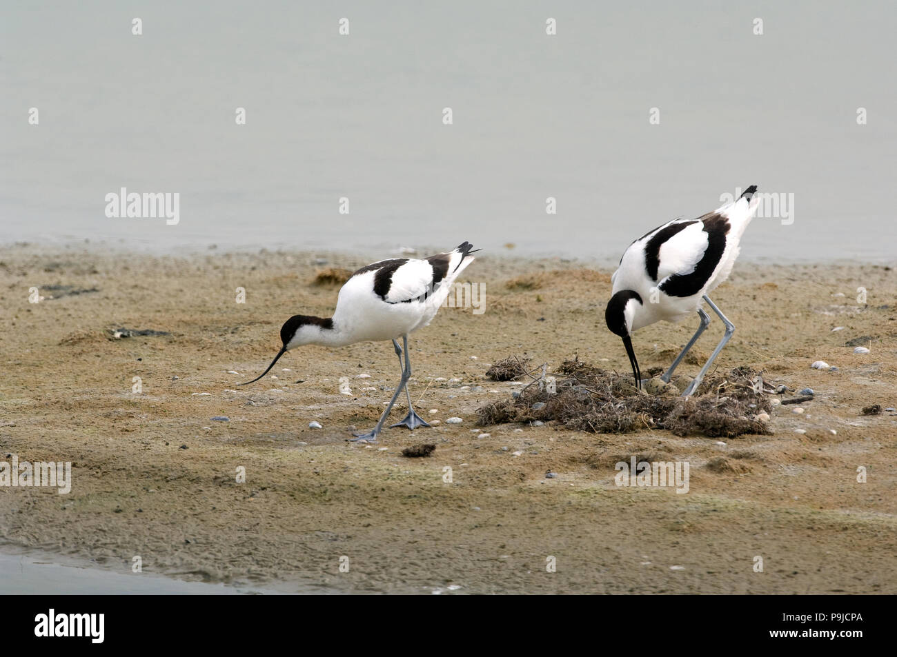 Recurvirostra avosetta eggs hi-res stock photography and images - Alamy