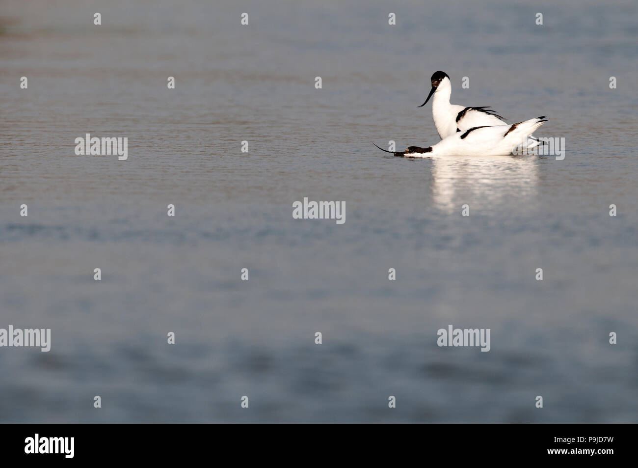 Avocet, couple ( Recurvirostra avosetta), France Stock Photo - Alamy
