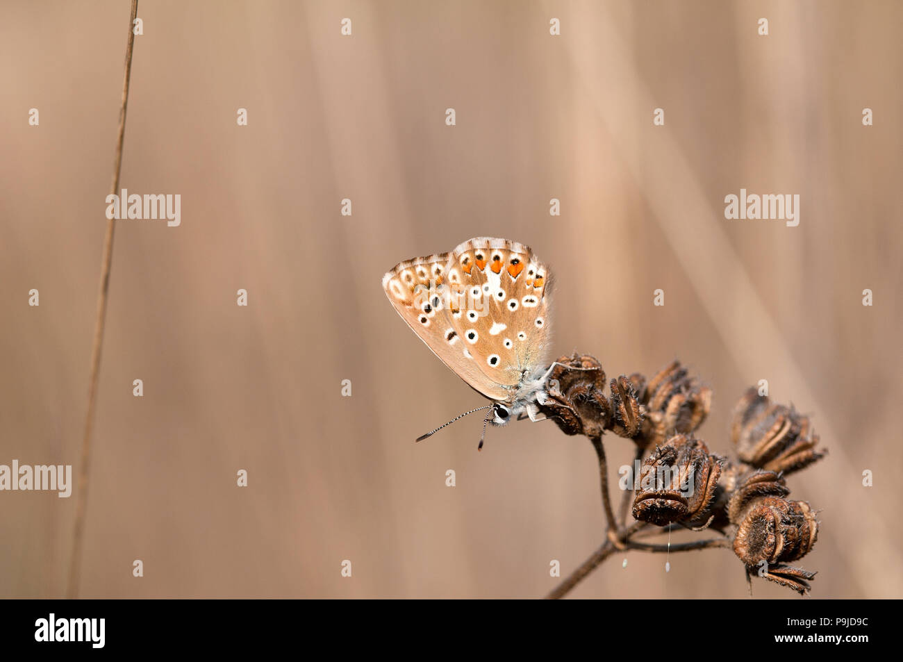 Adonis blue, female ( Polyomatus Bellargus), France Stock Photo - Alamy