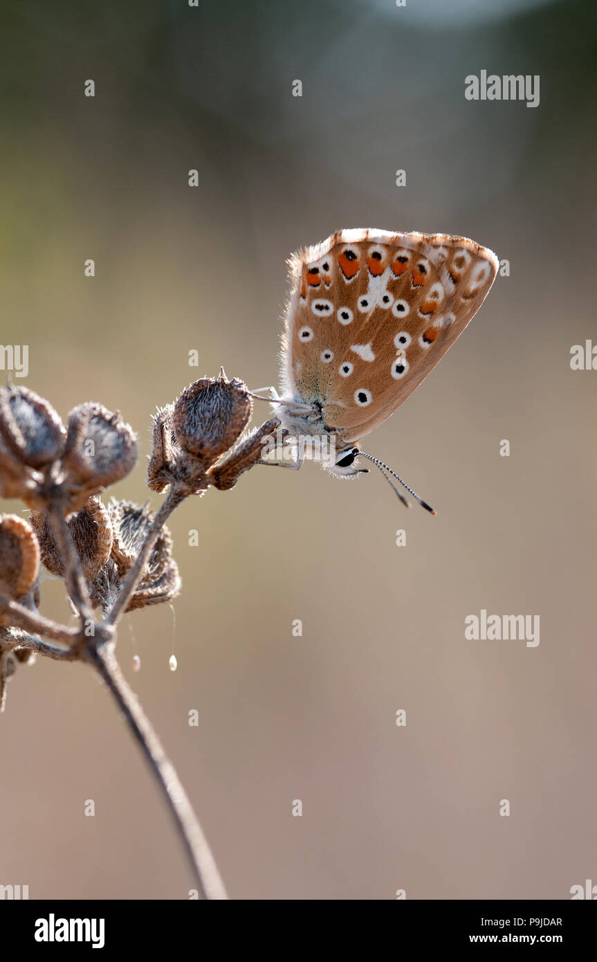Adonis blue, female ( Polyomatus Bellargus), France Stock Photo - Alamy