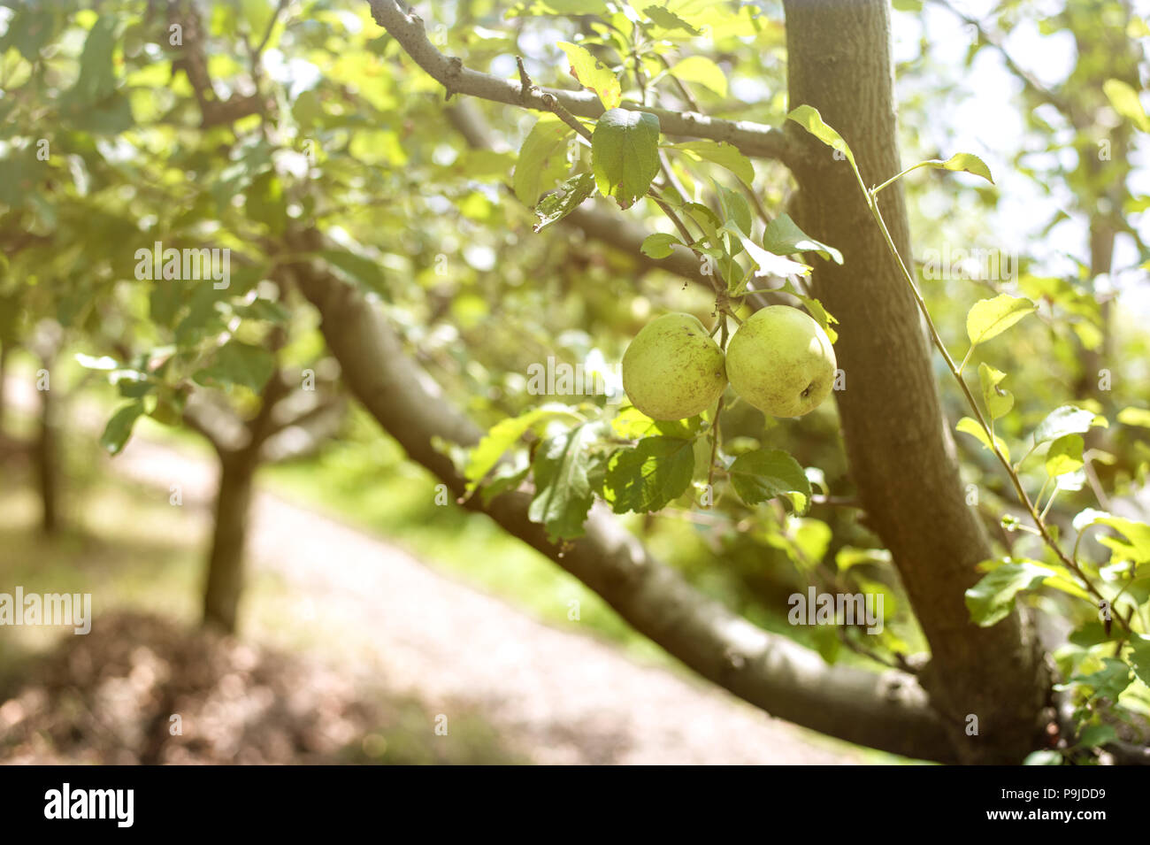 Shiny delicious apples hanging from a tree branch in an apple orchard ...