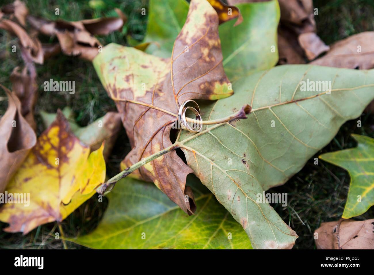 Couple maple leaf symbol hi-res stock photography and images - Alamy