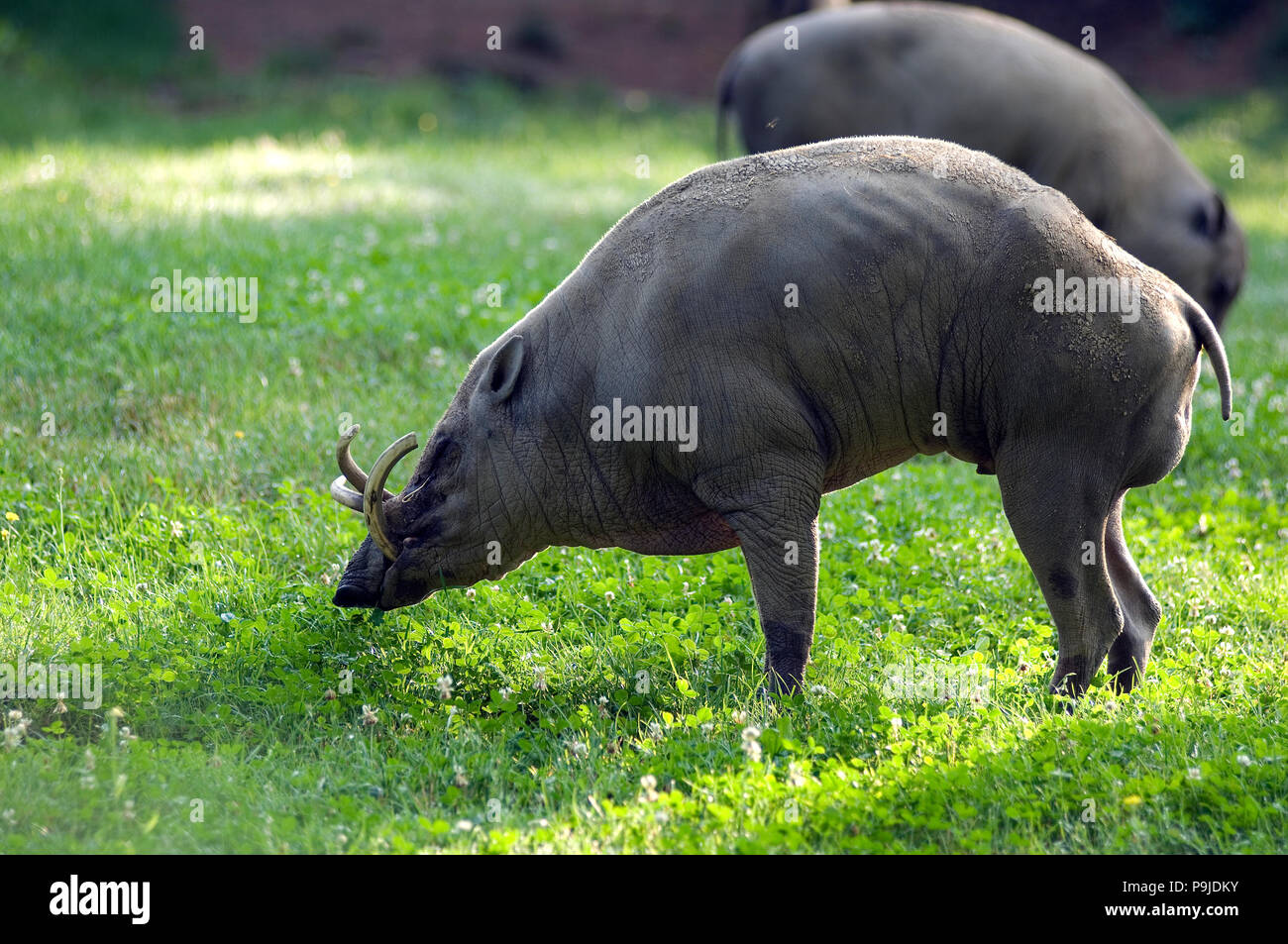 Babyrussa hi-res stock photography and images - Alamy