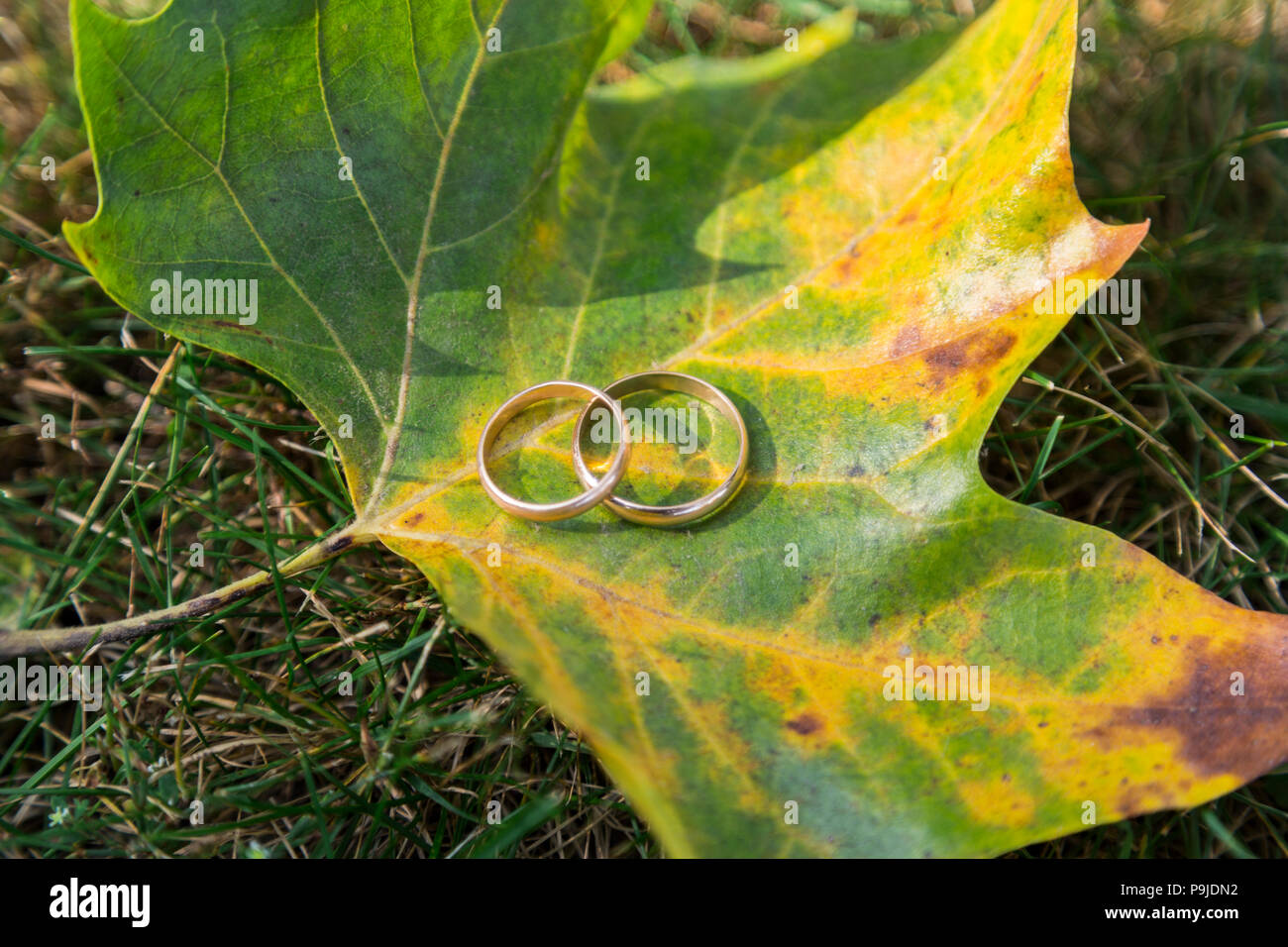 Wedding rings on autumn maple leaf in park Stock Photo - Alamy
