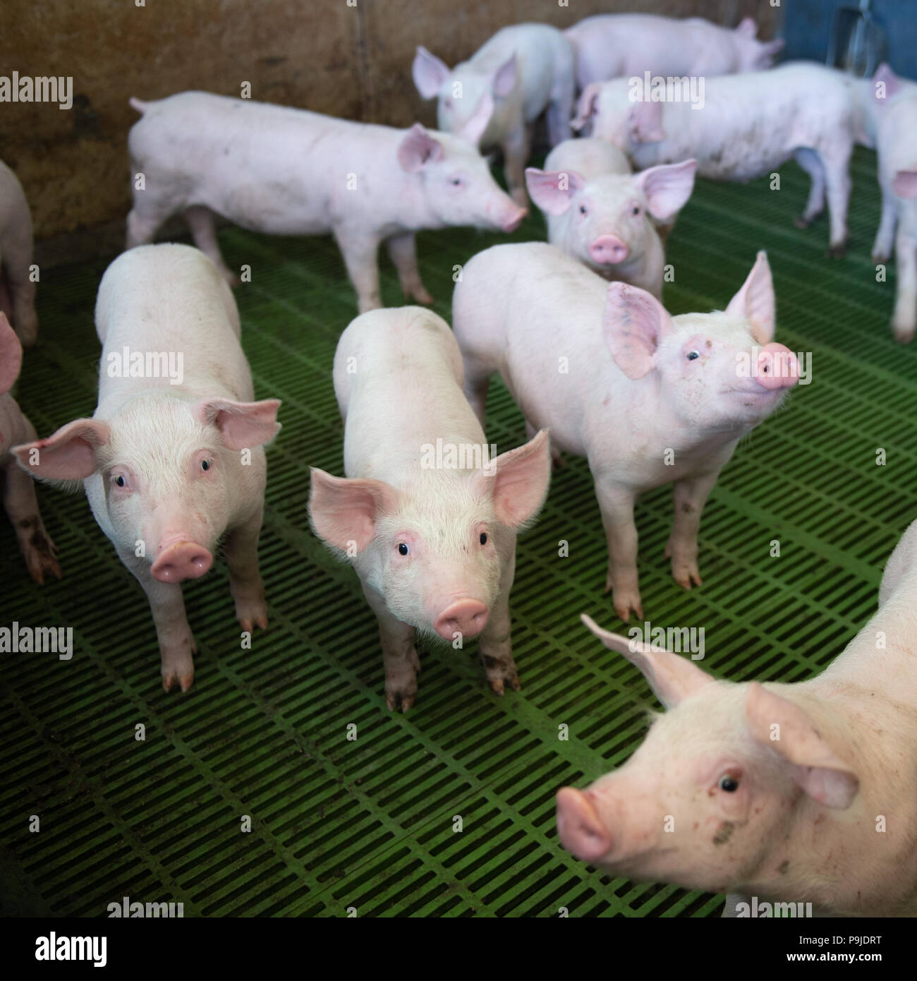 Domestic pigs. Pigs on a farm in the village Stock Photo - Alamy