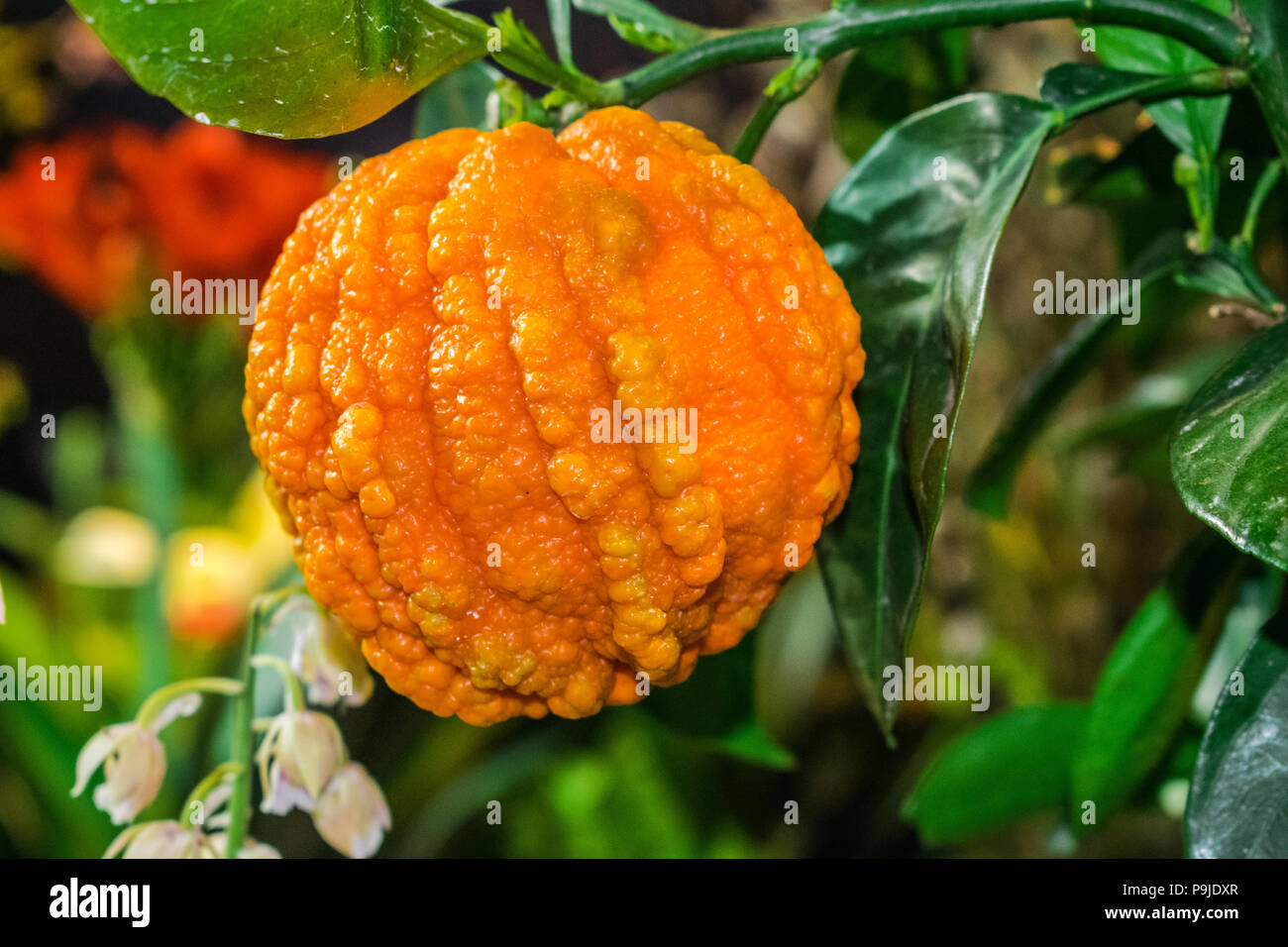 Wrinkled orange fruit with garden background Stock Photo - Alamy