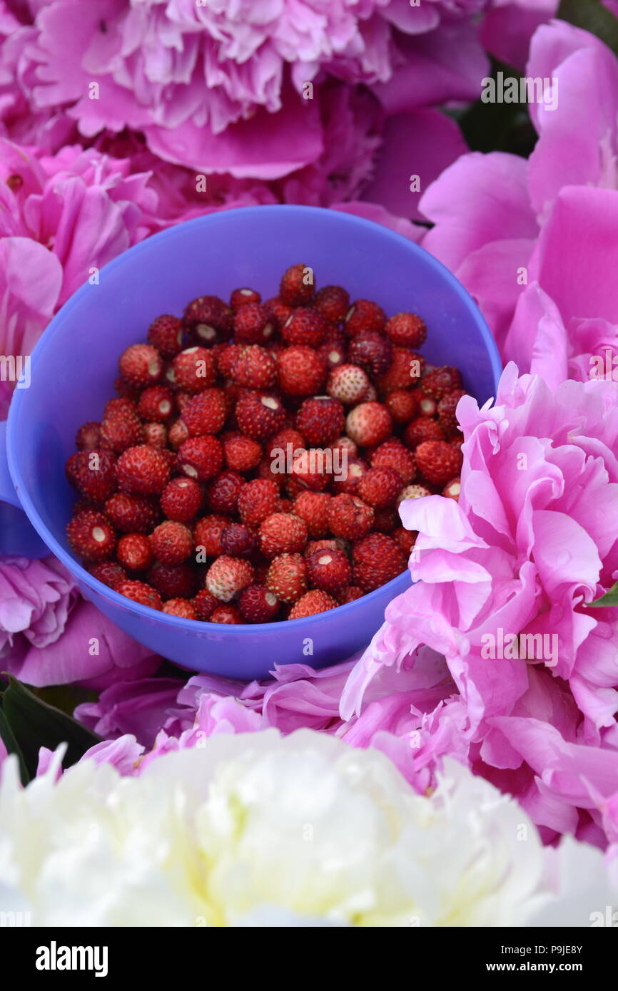 Red and white strawberry flowers hi-res stock photography and images ...