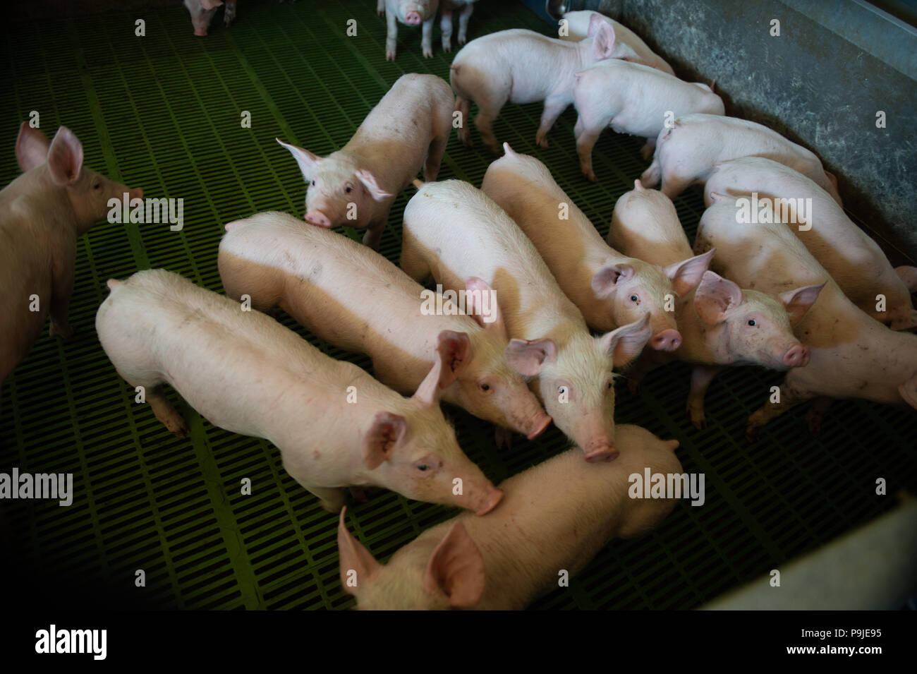 Domestic pigs. Pigs on a farm in the village Stock Photo - Alamy