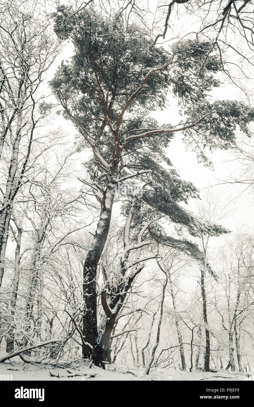 Forest pine tree hi-res stock photography and images - Alamy