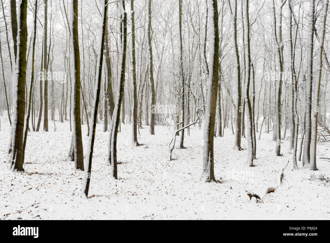 Landscape of a snow covered forest in winter, Amsterdamse waterleiding ...