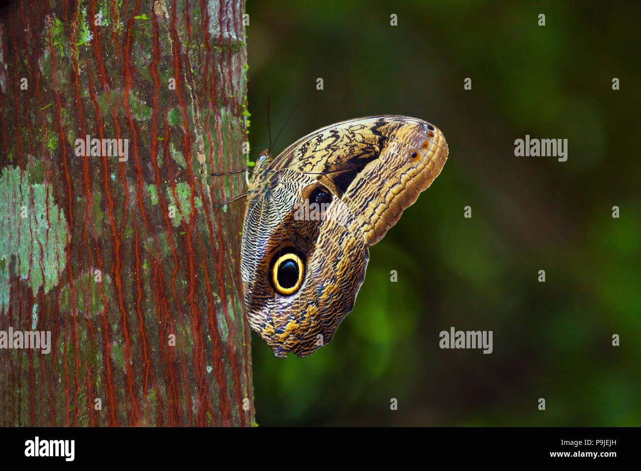 Butterflies amazon peru butterfly hi-res stock photography and images ...