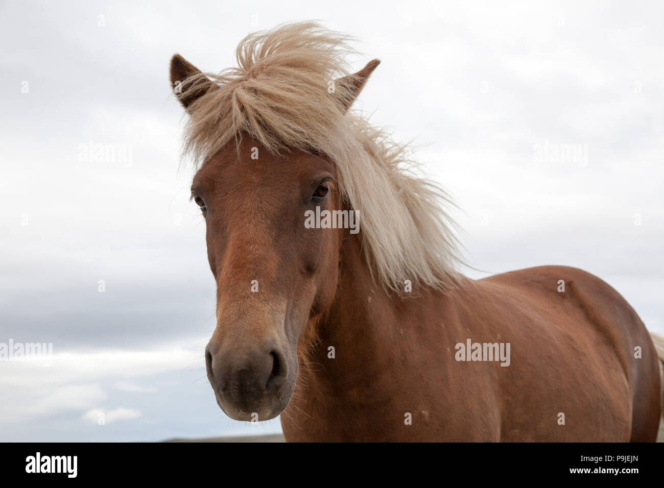 Native breed horse hi-res stock photography and images - Alamy