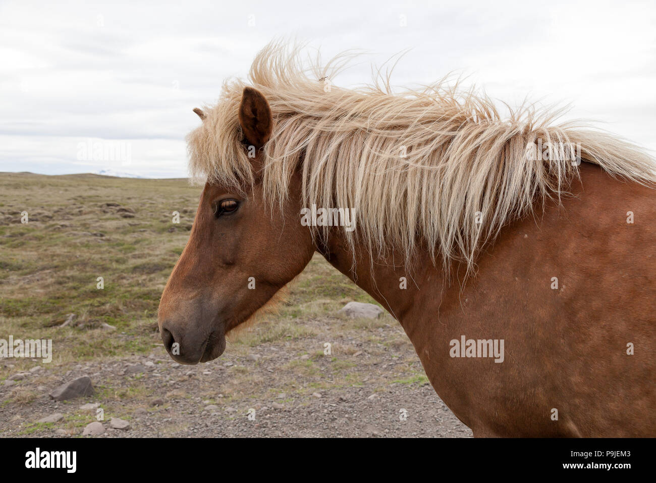 Icelandic Horse in native landscape. Iceland Stock Photo - Alamy