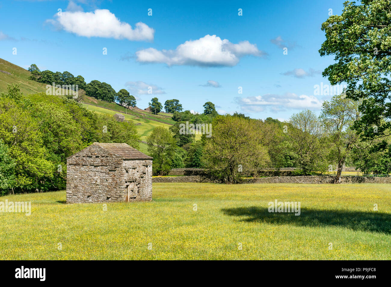 June wild flowers hi-res stock photography and images - Alamy
