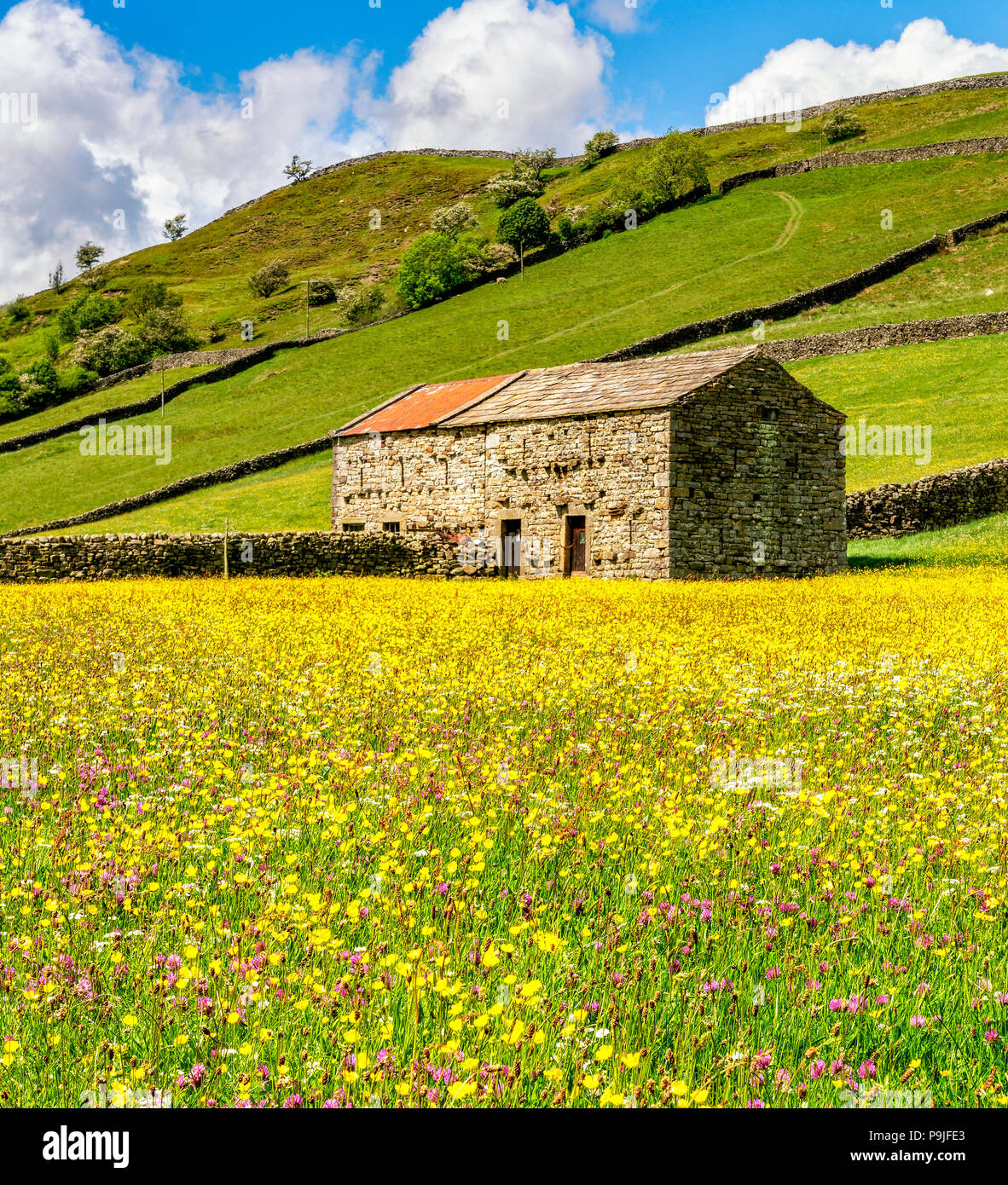 June wild flowers hi-res stock photography and images - Alamy