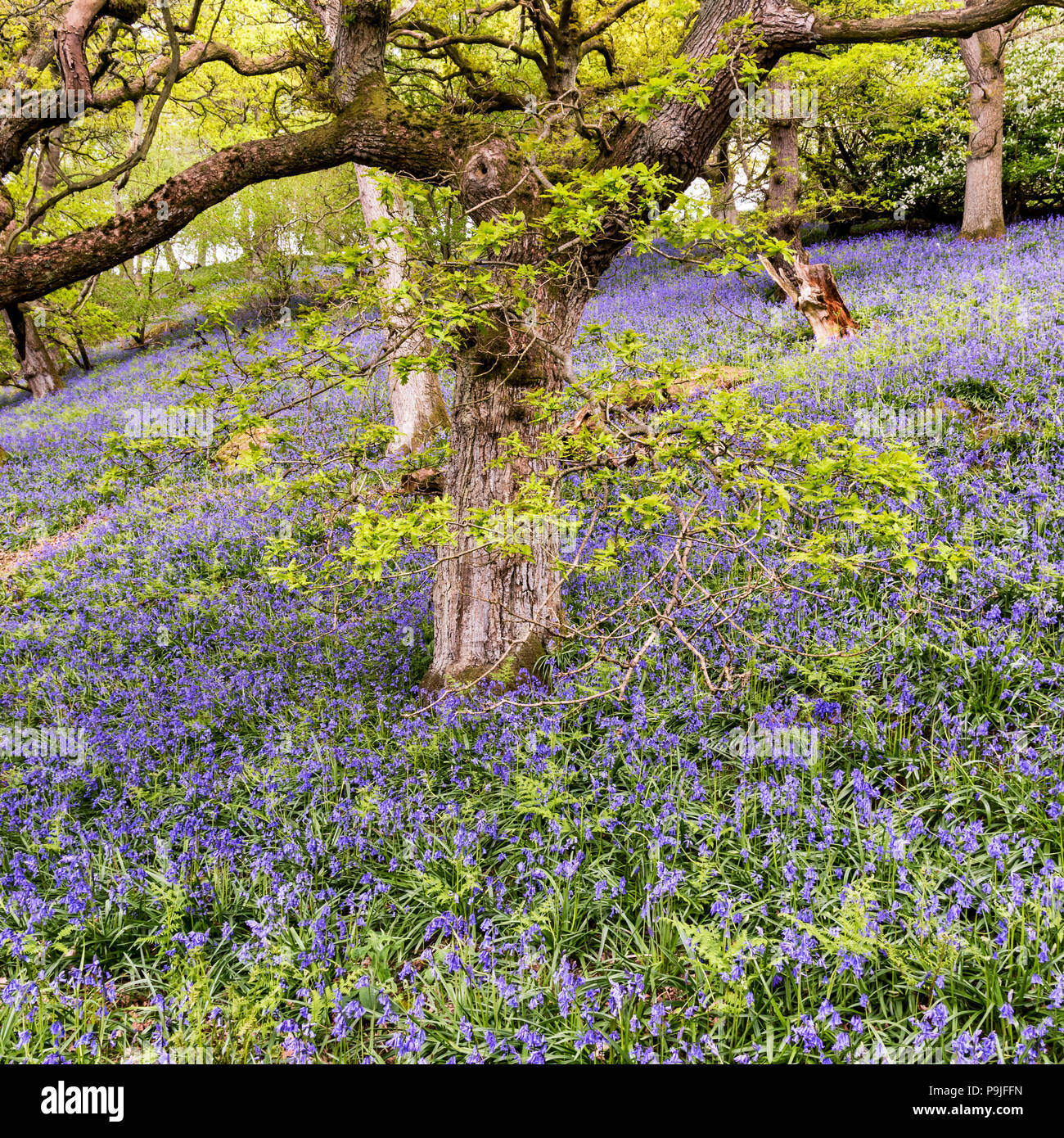 Osmotherley bluebells hi-res stock photography and images - Alamy