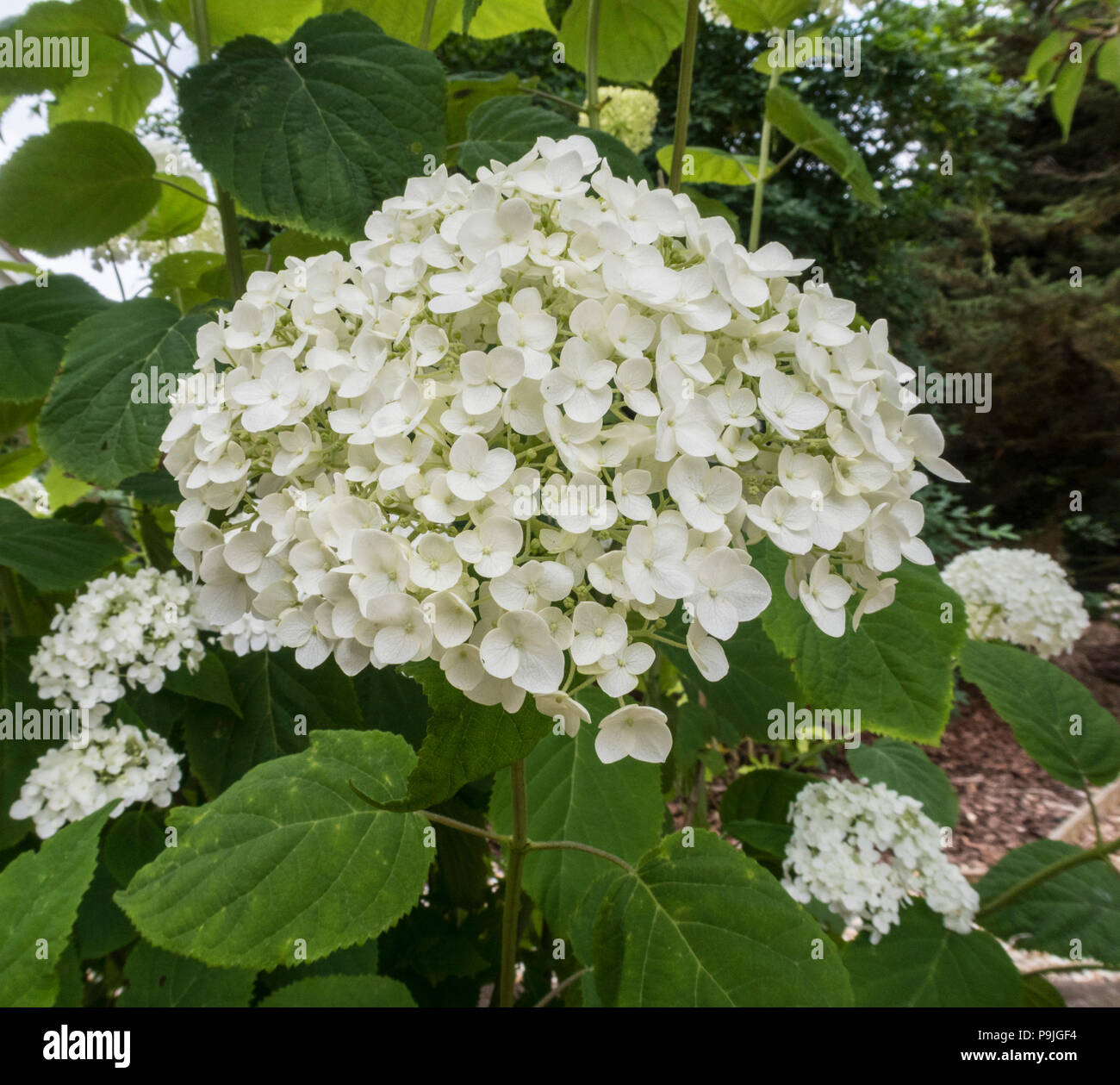 Annabelle flowers hi-res stock photography and images - Alamy