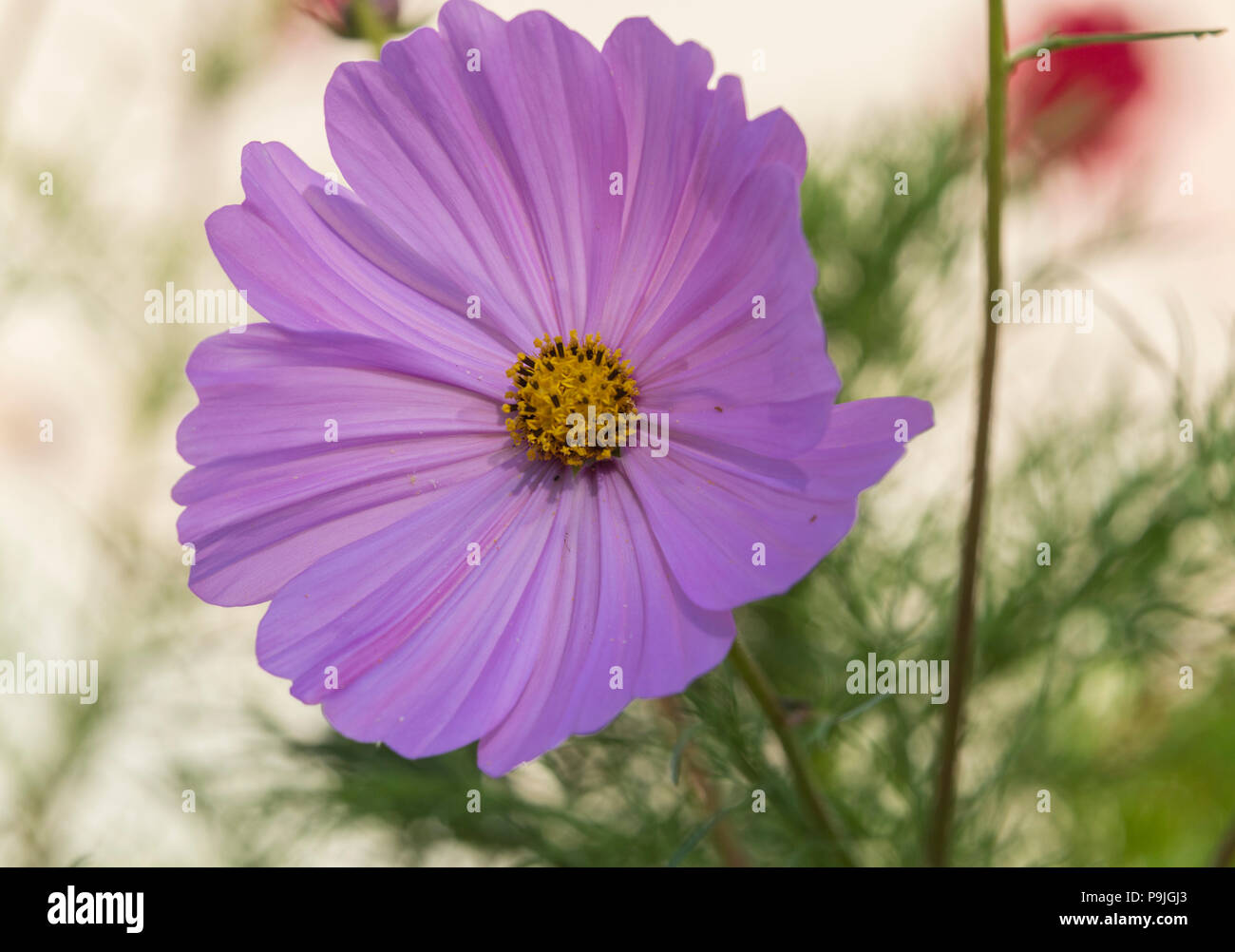 Cosmos Pinkie in flower, cosmos bipinnatus Stock Photo - Alamy