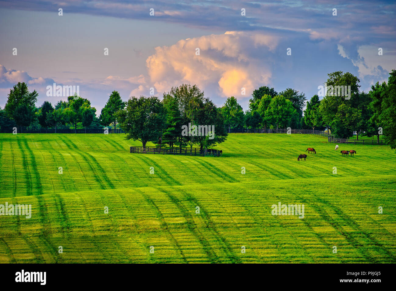 Landscape of Kentucky horse farm Stock Photo - Alamy