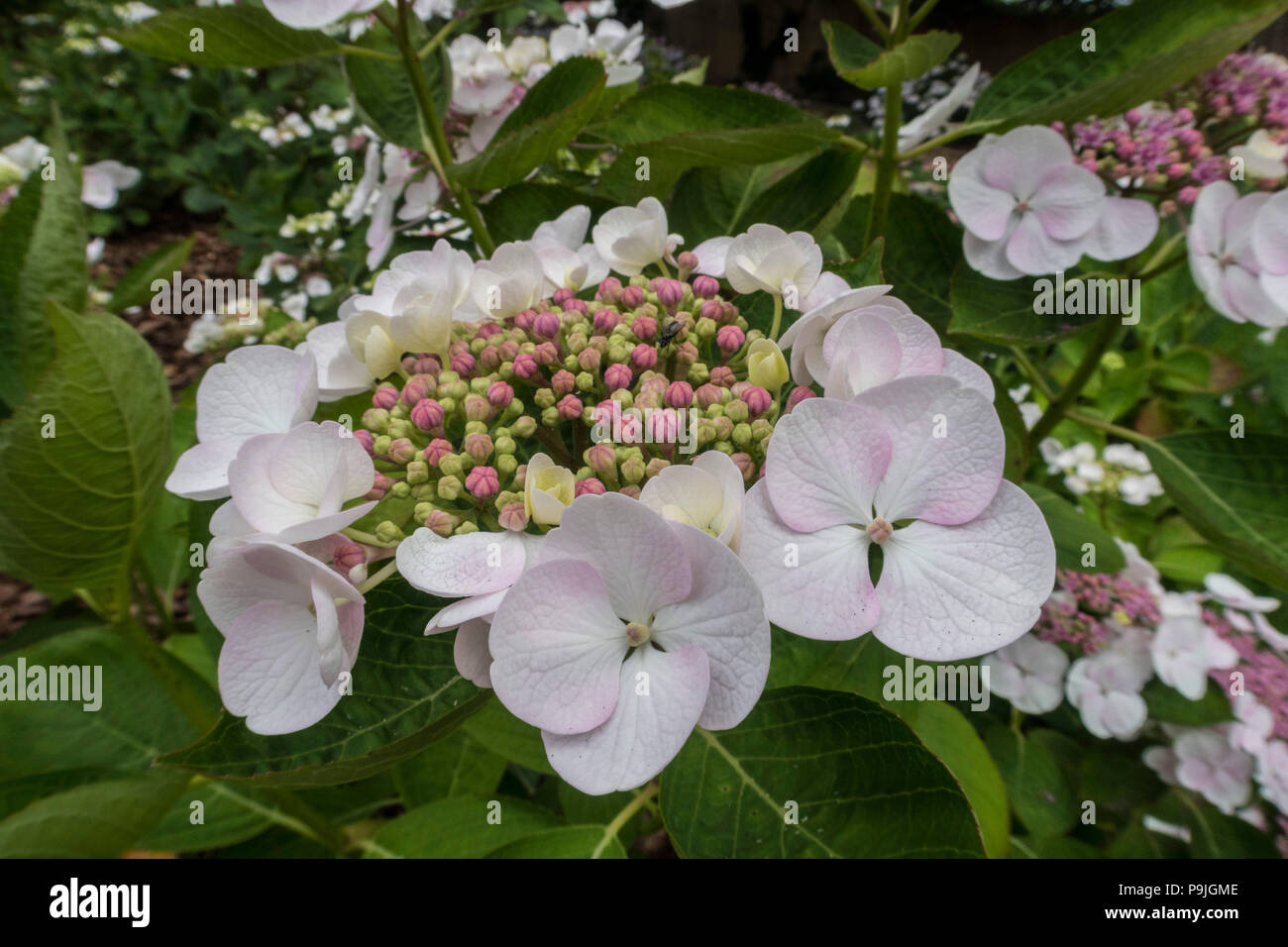 White lacecap Hydrangea macrophylla Teller White, a cultivar of Libelle ...