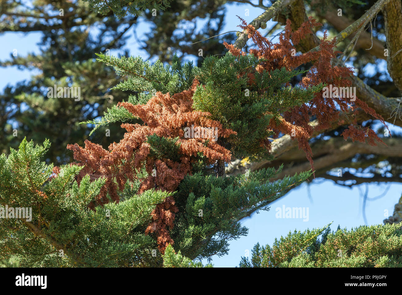 Dead Branches Stock Photos & Dead Branches Stock Images - Alamy