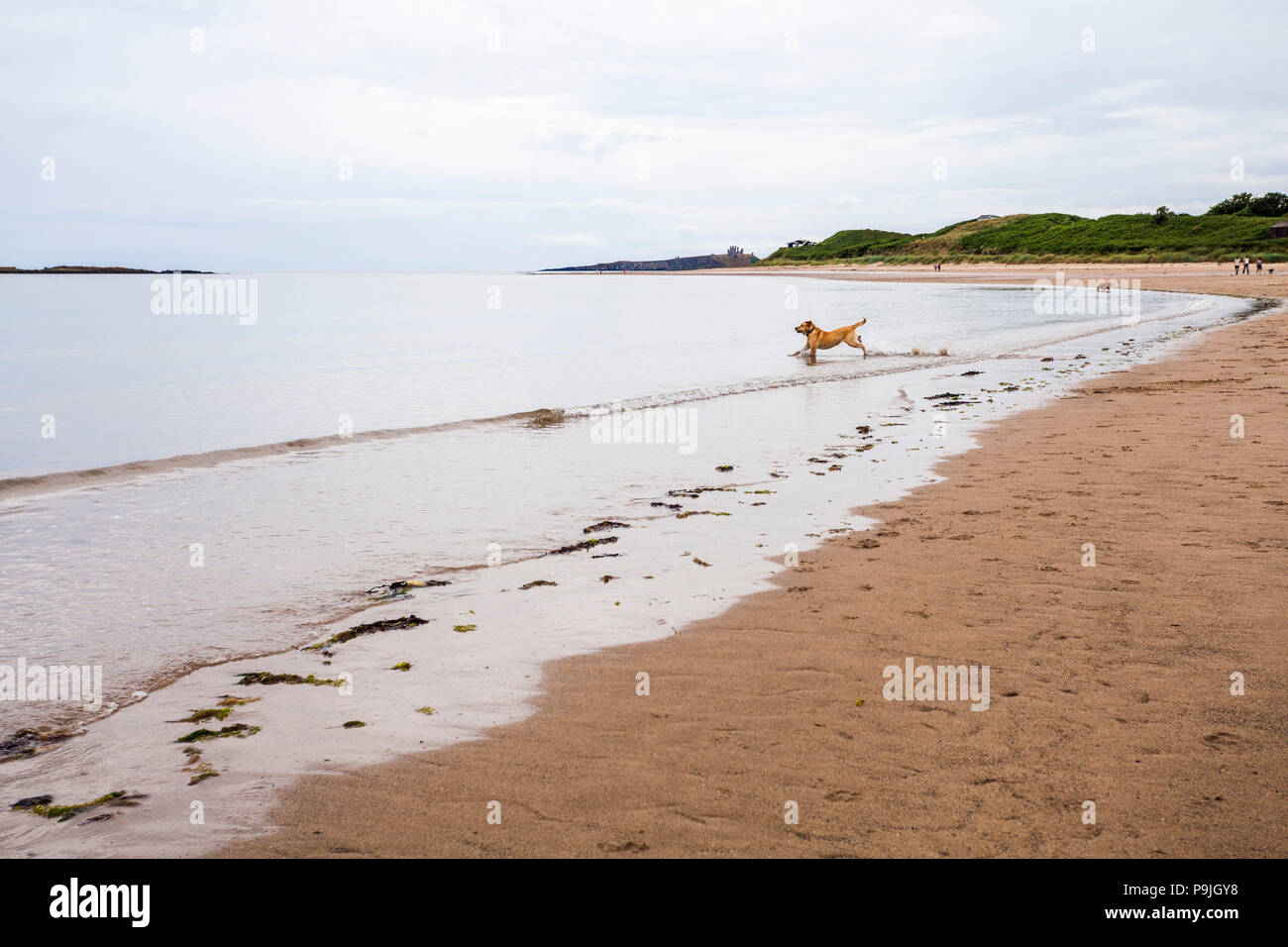 A yellow Labrador dog playing on the beach at Low Newton by the Sea ...