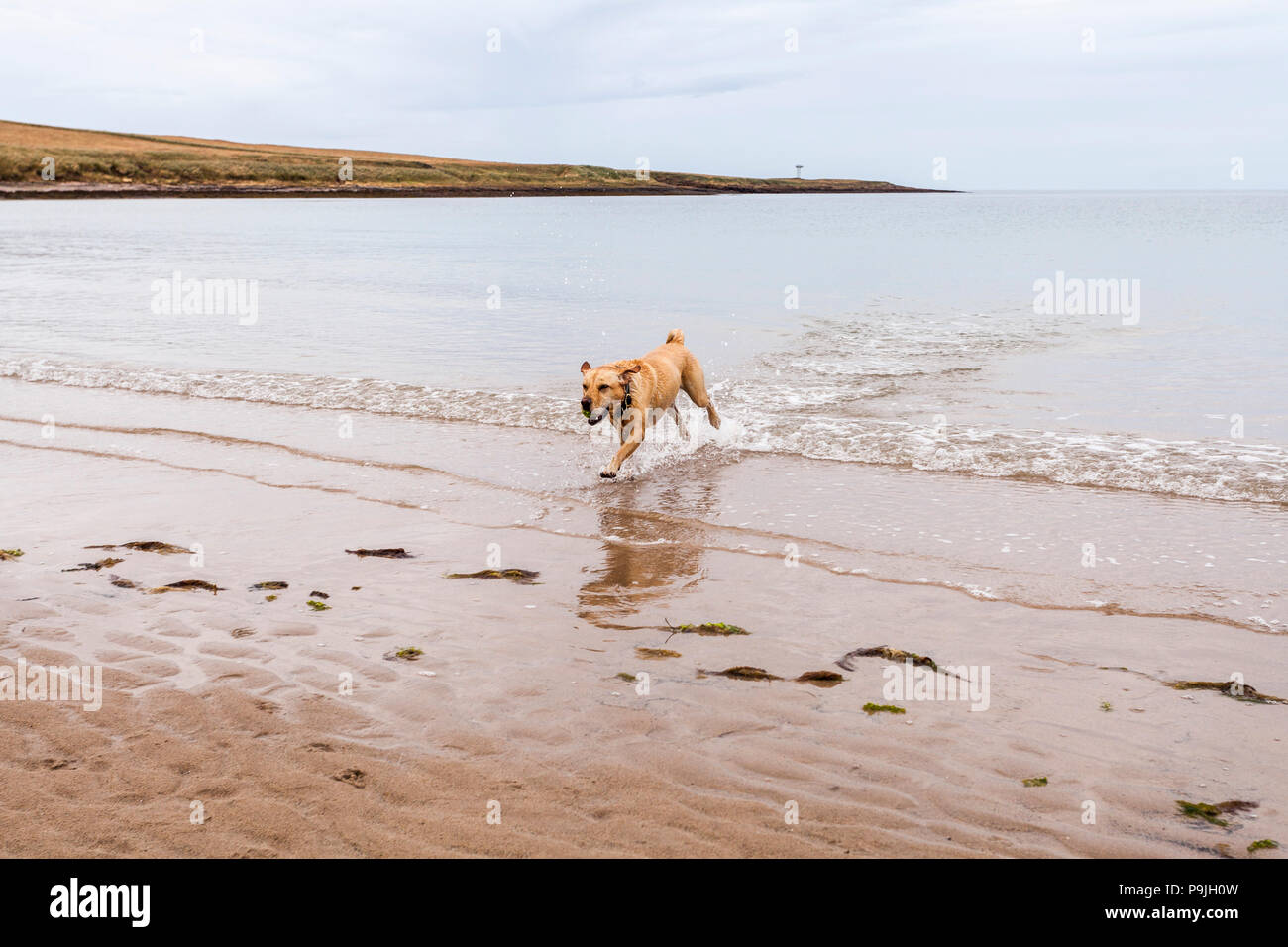 A yellow Labrador dog playing on the beach at Low Newton by the Sea ...