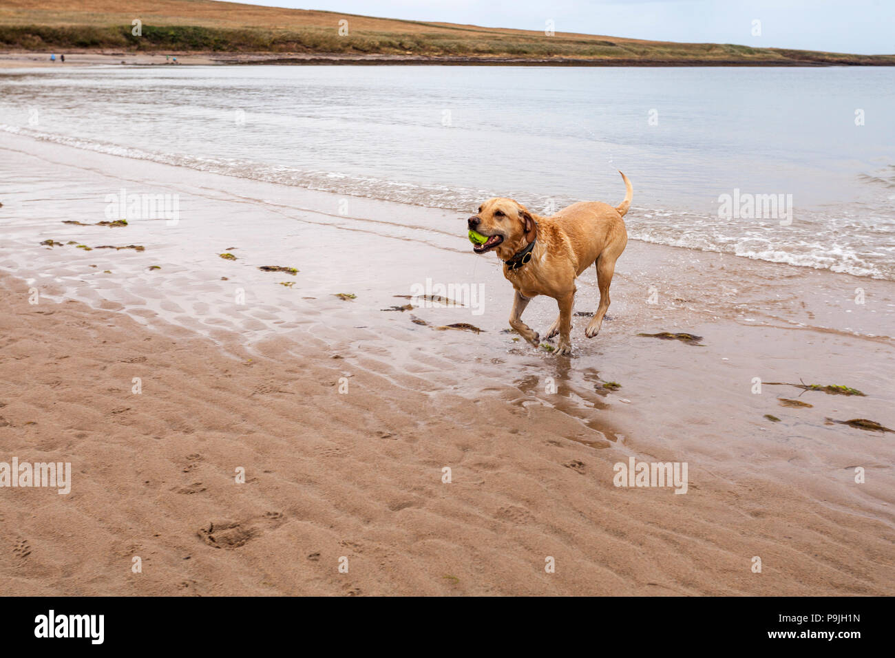 A yellow Labrador dog playing on the beach at Low Newton by the Sea ...