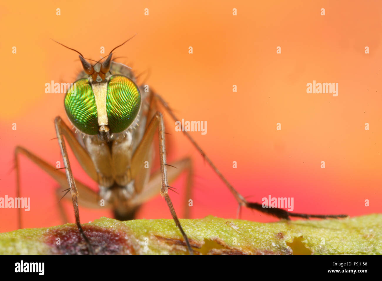 A green-eyed fly of the Dolichopodidae family. They have long legs and ...