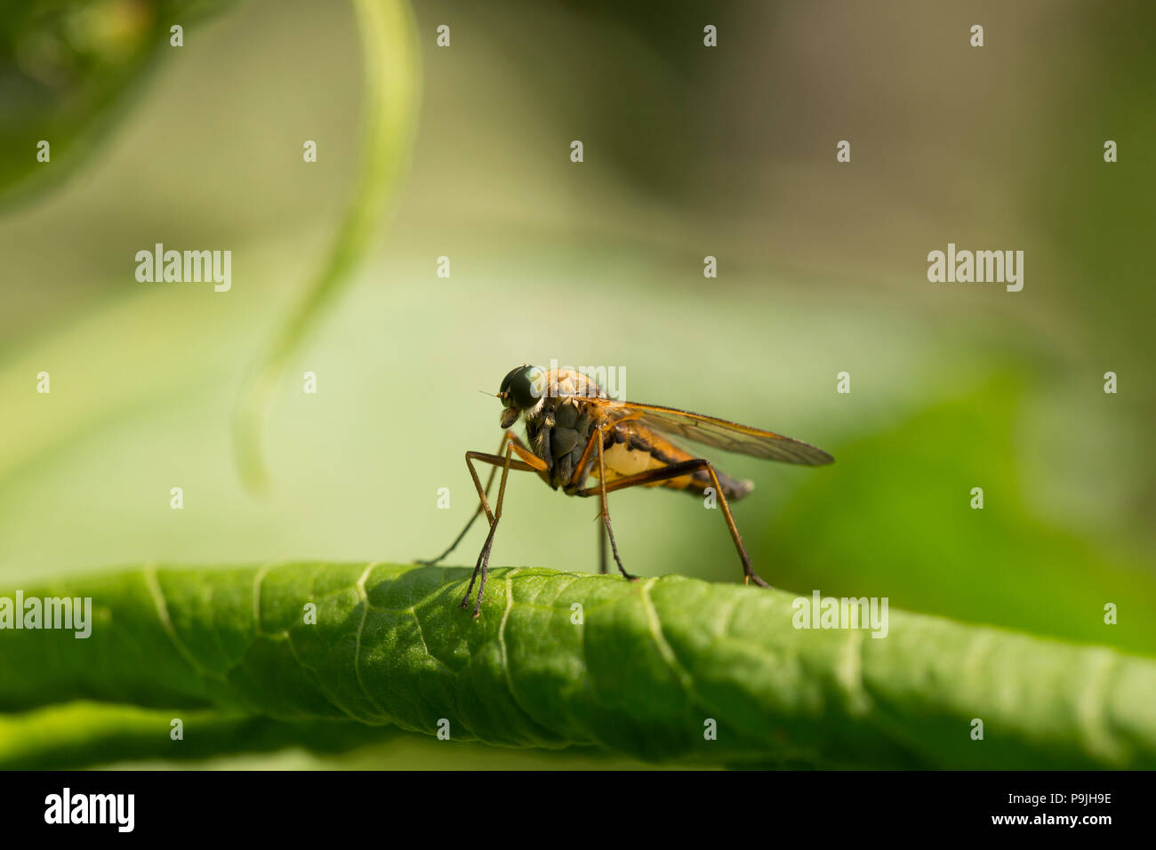 Snipe uk hi-res stock photography and images - Alamy