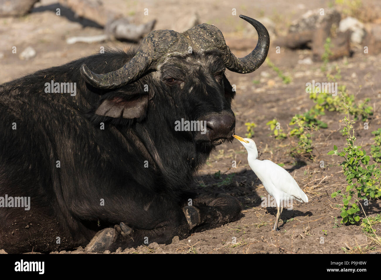 Buffalo and cattle egret hi-res stock photography and images - Alamy