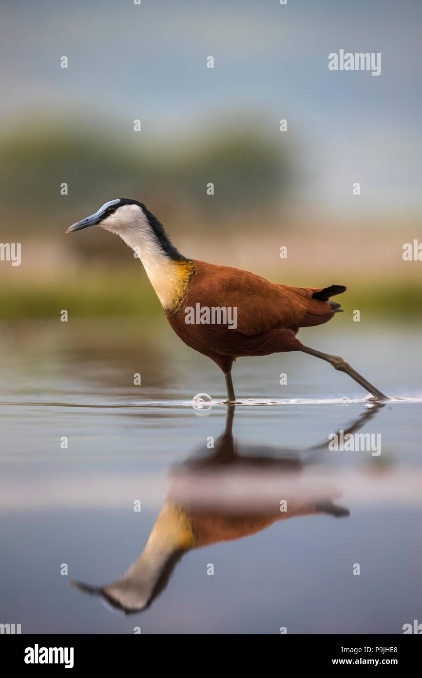 African jacana (Actophilornis africanus), Zimanga private game reserve ...