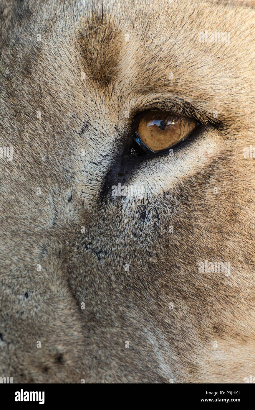 Lion (Panthera leo) eye, Kgalagadi Transfrontier Park, South Africa ...