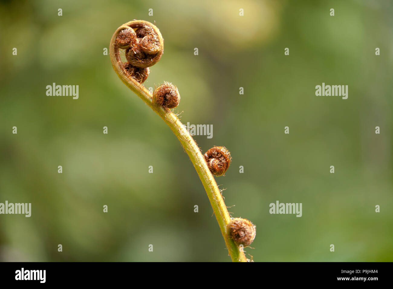 Rolled up fern leaf hi-res stock photography and images - Alamy