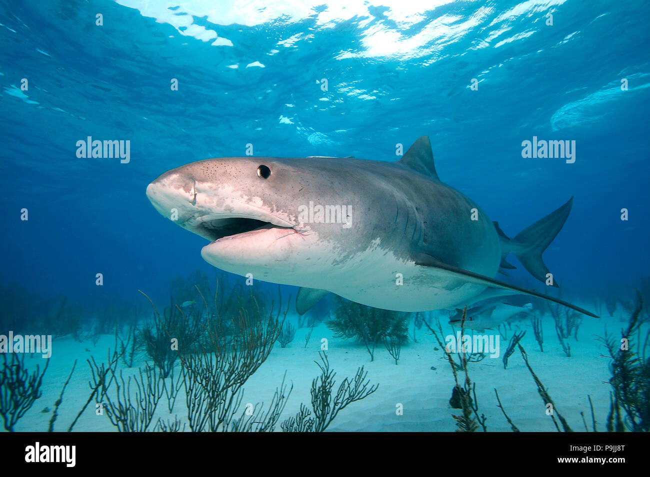 Live Sharksucker High Resolution Stock Photography and Images - Alamy