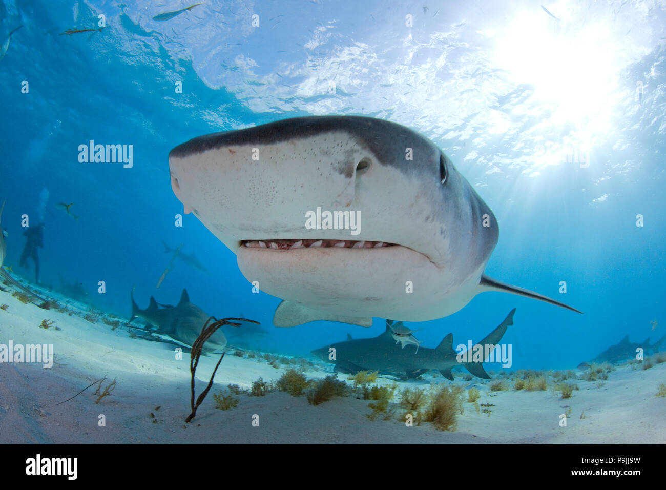 Live Sharksucker Echeneis Naucrates High Resolution Stock Photography ...