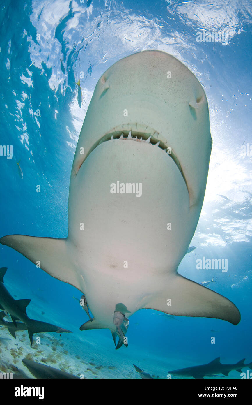 Shark From Below High Resolution Stock Photography and Images - Alamy