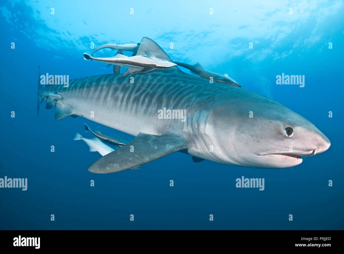 Live Sharksucker Echeneis Naucrates High Resolution Stock Photography ...