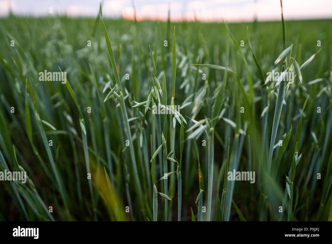 Green oat ears of wheat growing in the field in evening suset sky ...